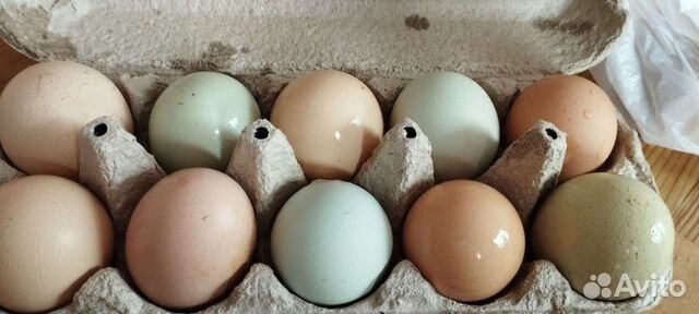 Инкубационное яйцо куриное