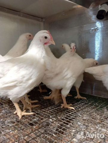 Курочки мини мясные