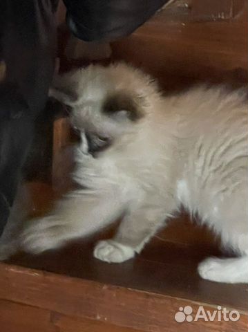 Священная бирма