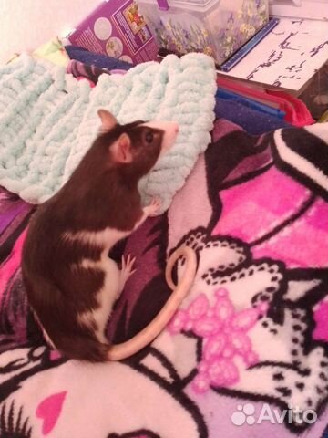 Декоративная крыса