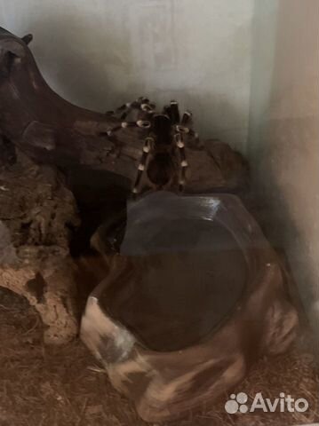 Паук птицеед geniculata