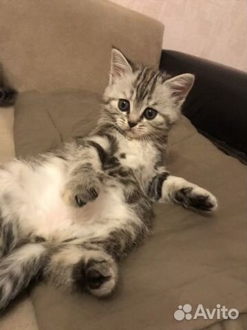 Шотландские котята