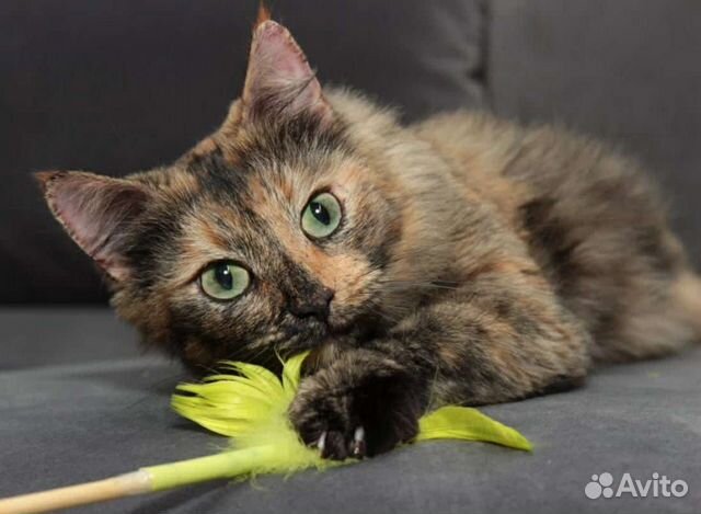 Кошка Весна