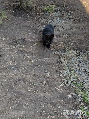 Котятки в добрые руки