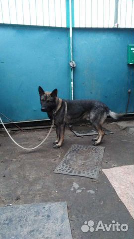 Немецкая овчарка вязка кабель