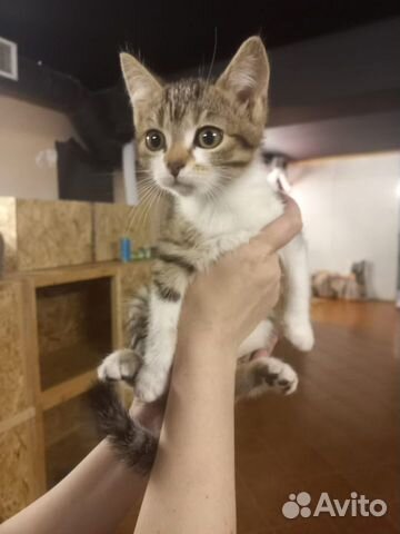 Бездомный котенок девочка