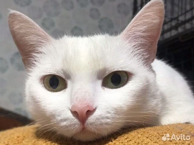 Белоснежная кошечка в добрые руки