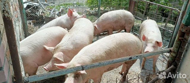 Свиньи живым весом