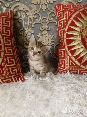 Домашние животные бесплатно кошки