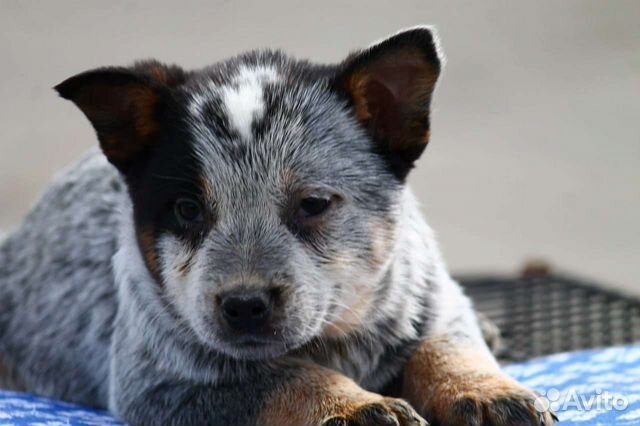 Австралийский хилер