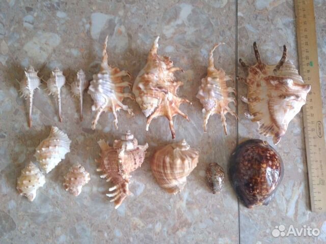 Ракушки в ассортименте 14 шт