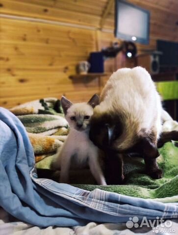 Сиамский Котенок