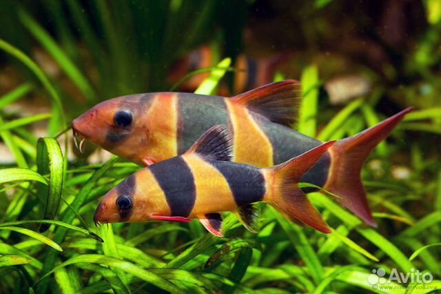 Рыбка боция клоун (2 шт)