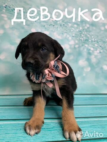 Отдам бесплатно щенки