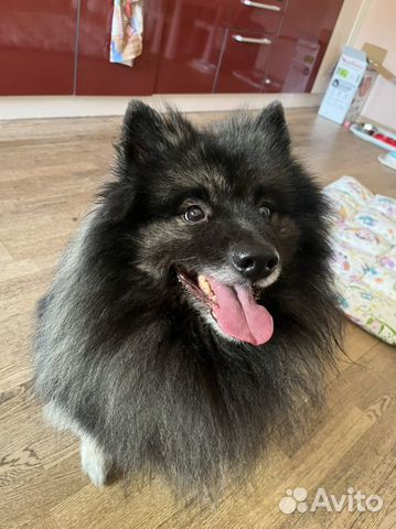 Вязка немецкий вольфшпиц (кеесхонд)