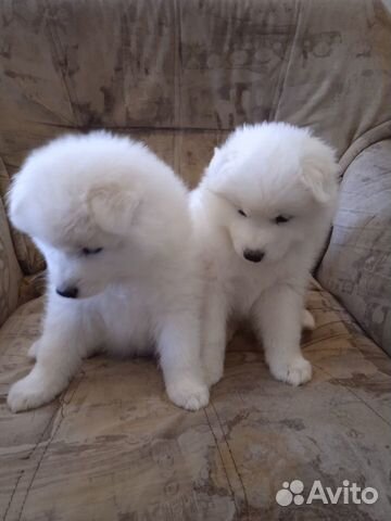 Самоедская лайка щенки