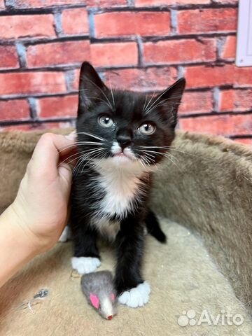 Котенок Кася 2 мес