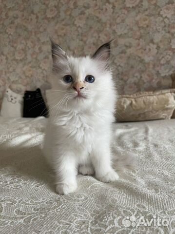 Котята священная бирма