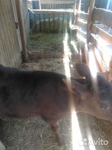 Домашние телята -бычки на откорм, телка