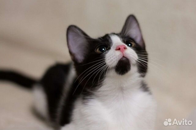 Котенок-девочка., 2,5 месяца