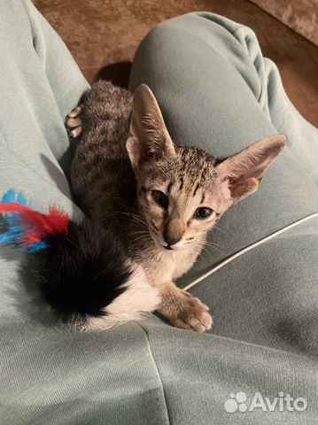 Ориентальная