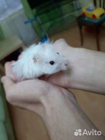 Отдам хомяка бесплатно