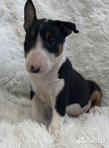 Щенки стандартного бультерьера