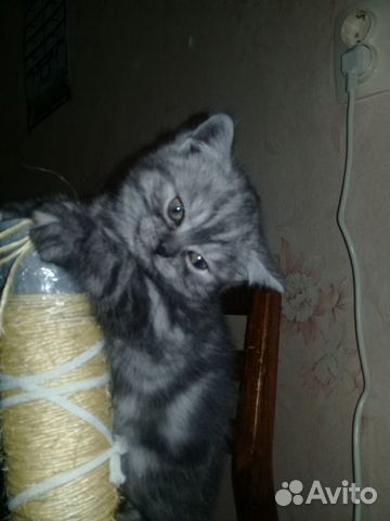 Котята британцы