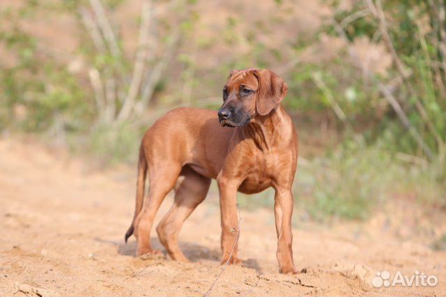 Девочка Родезийского Риджбека 3 месяца