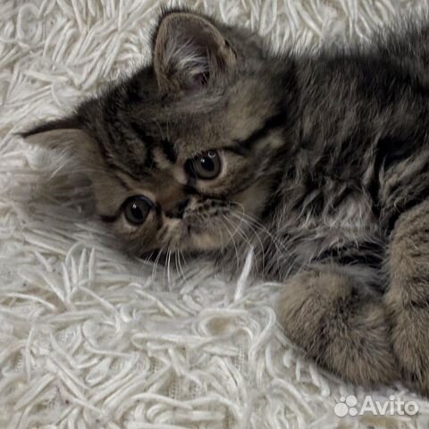 Котёнок Экзот