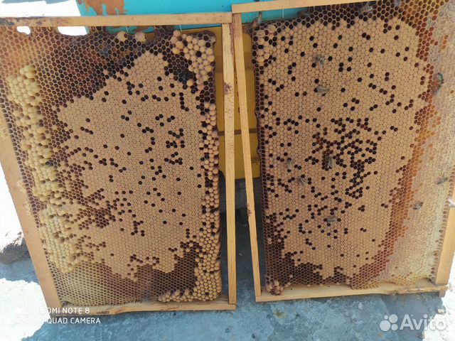 Продам пчелосемьи