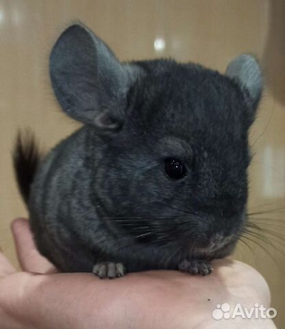 Шиншиллята