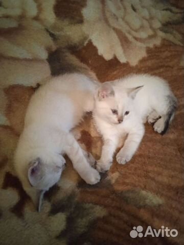 Кошки в добрые руки породистые