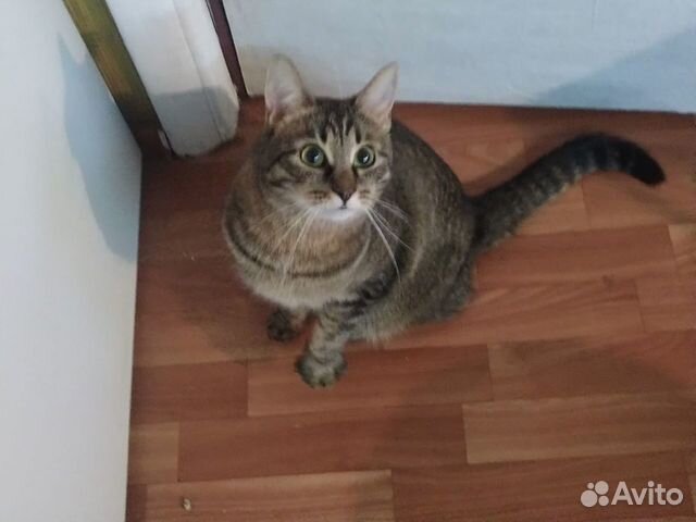 Кошка в дар бесплатно