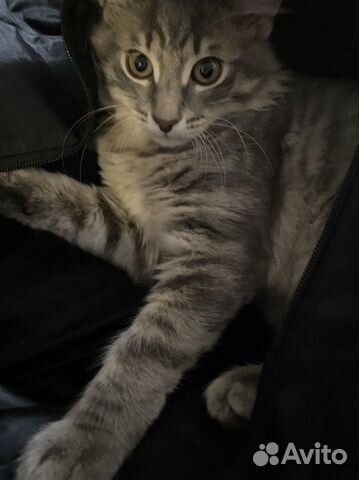 Кот