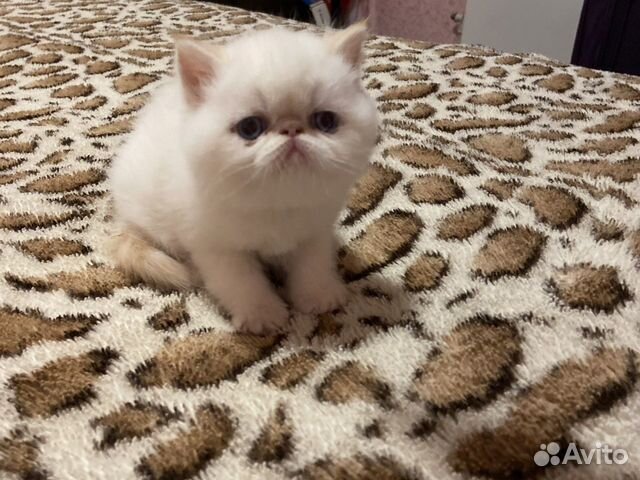 Экзотический белый котенок