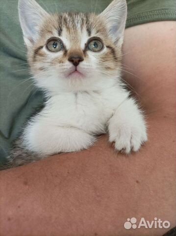 Котенок мальчик