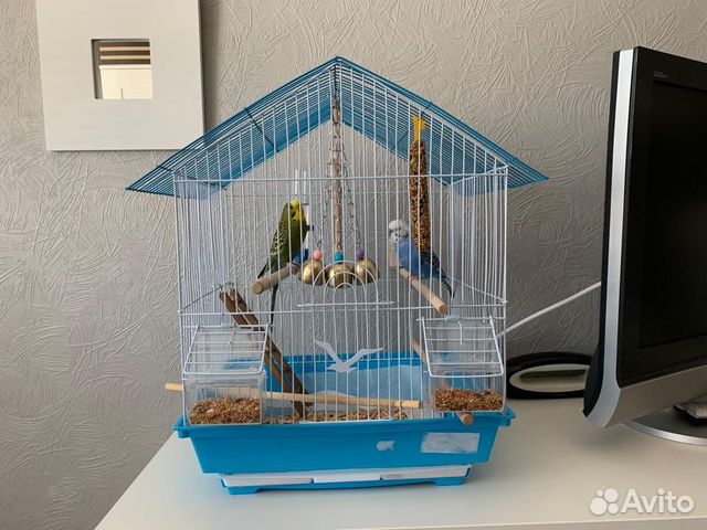 Волнистый попугай с клеткой