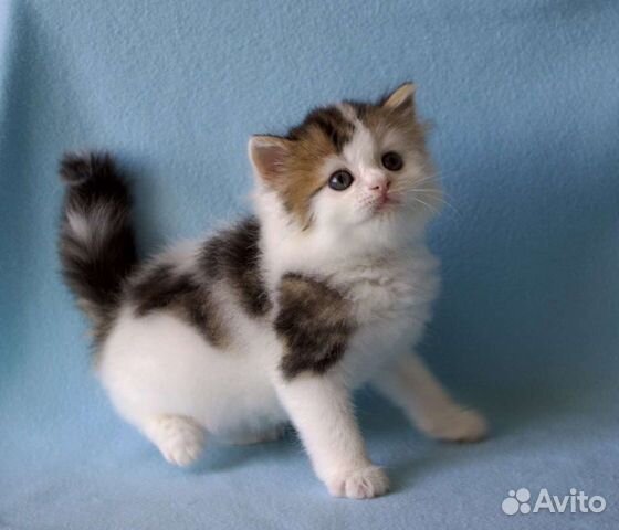 Котик с прямыми ушками хайленд страйт