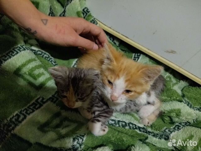 Котята в добрые руки