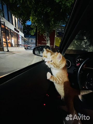 Котята в добрые руки бесплатно