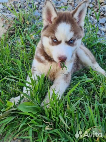 Щенки сибирской хаски