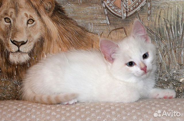 Кошечка редкого окраса 2 меяца