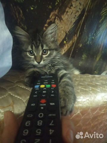 Отдам кота в добрые руки