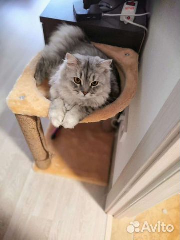 Шотландский кот прямоухий