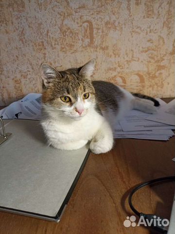 Кошечка туся