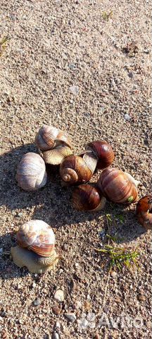 Улитки виноградные