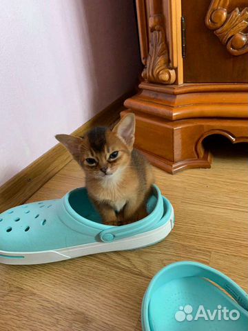 Абиссинские котята с документами