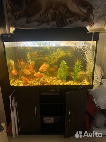 Аквариум