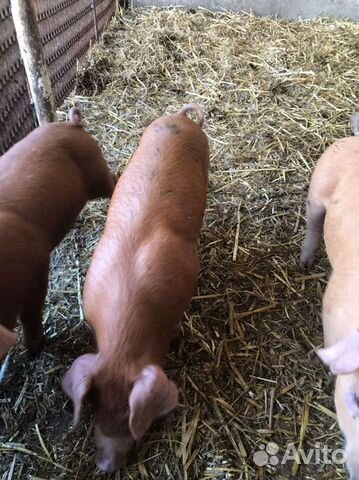 Поросенок дюрок-пьетрен